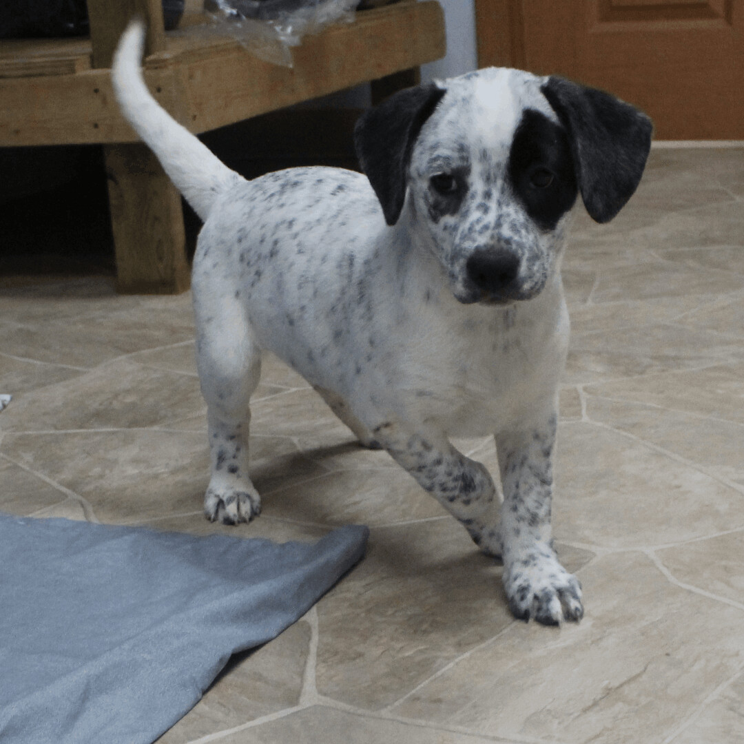 Clark County Humane Society Pet of the Week: Nina - News - Central ...