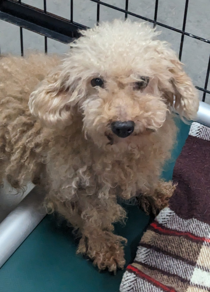Clark County Humane Society Pet of the Week: Noodle - News - Central ...