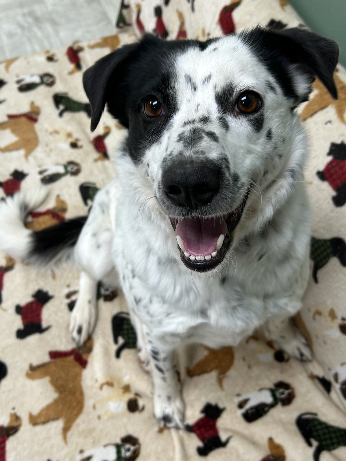 Clark County Humane Society Pet of the Week: Oreo - News - Central ...
