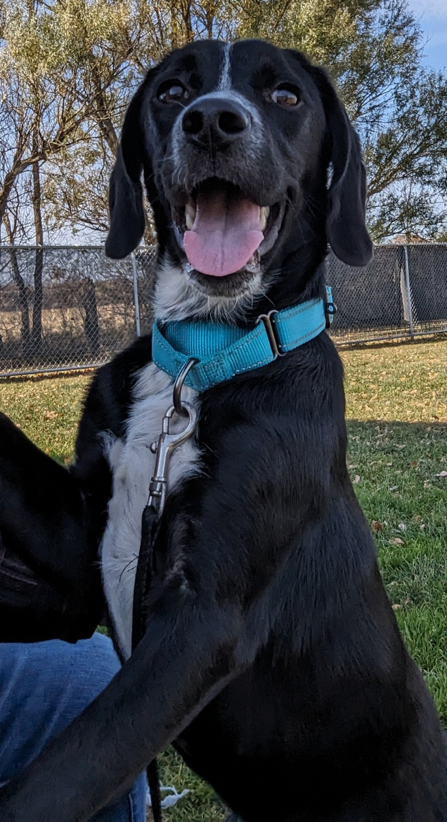 Clark County Humane Society Pet of the Week: Otter - News - Central ...