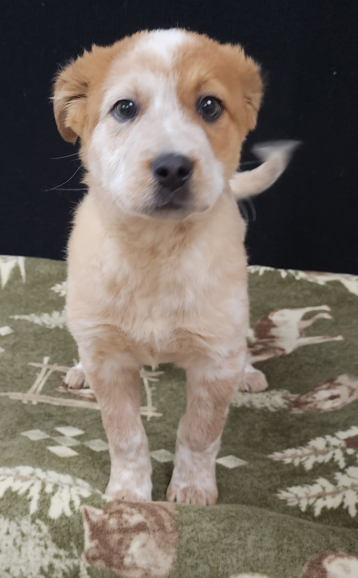 Clark County Humane Society Pet of the Week: Pam - News - Central ...