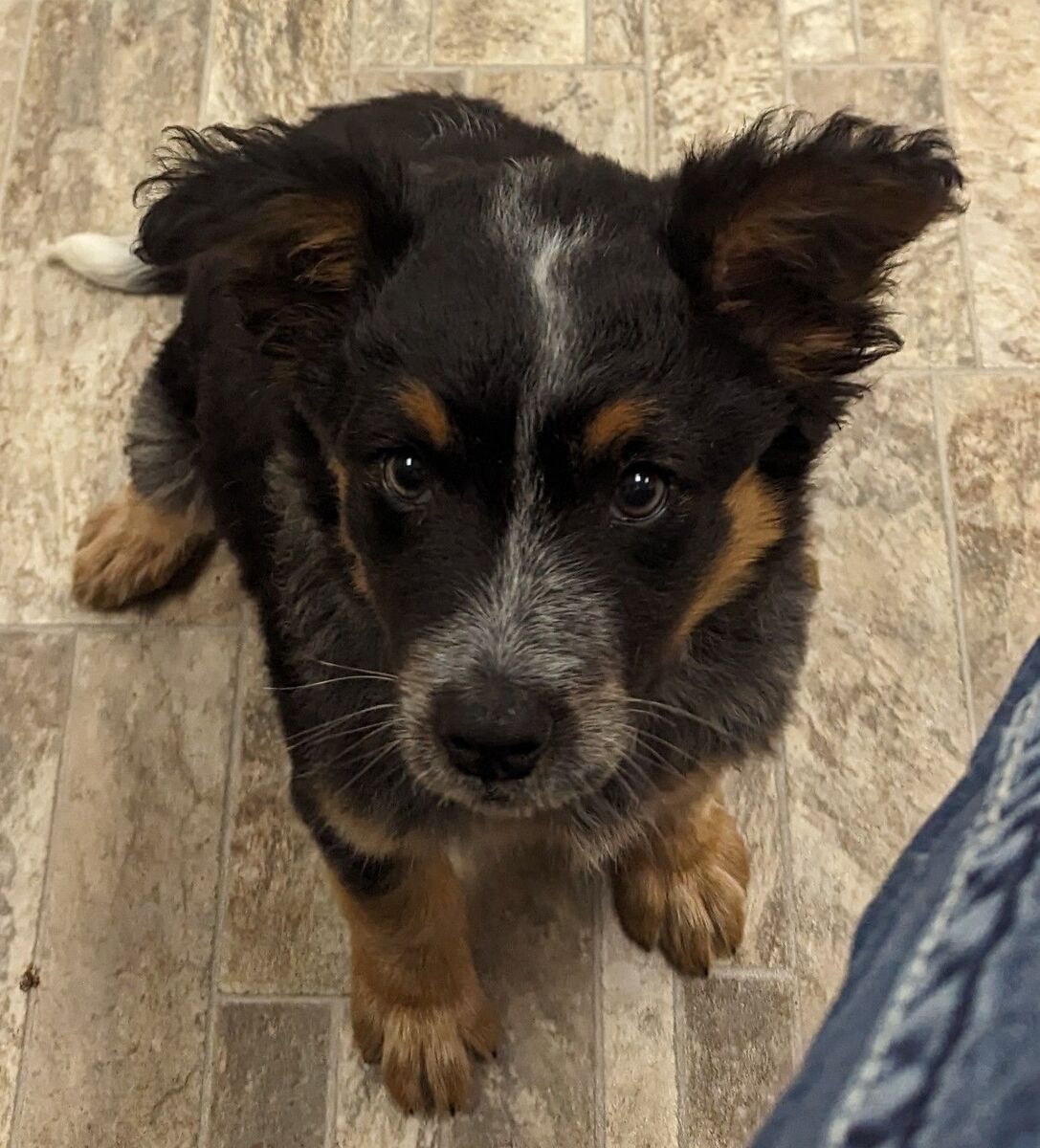 Clark County Humane Society Pet of the Week: Pancake - News - Central ...