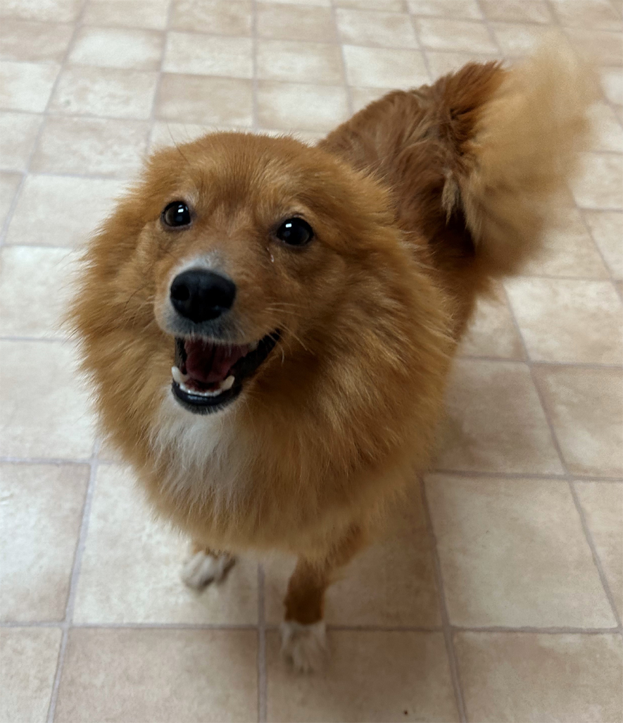 Clark County Humane Society Pet of the Week: Pepper - News - Central ...