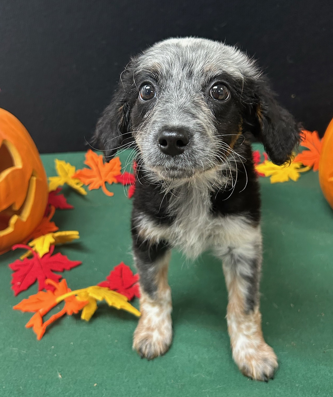 Clark County Humane Society Pet of the Week: Peppermint Patty - News ...