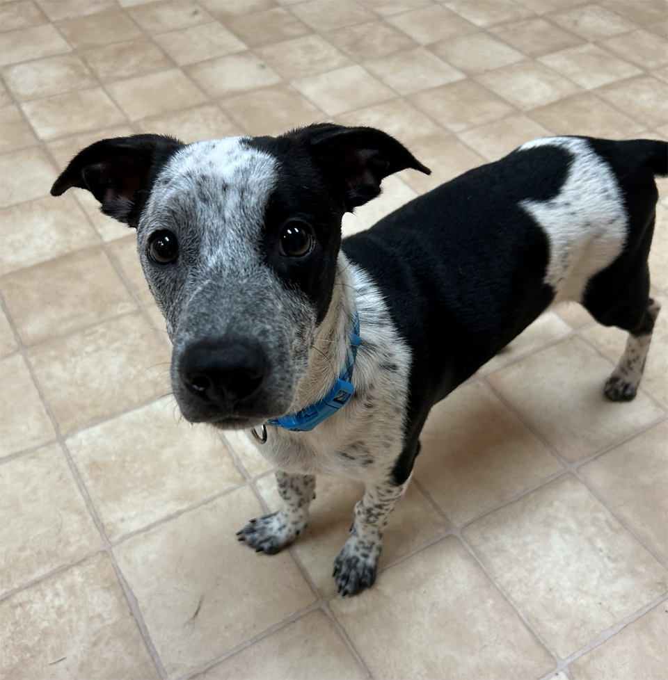 Clark County Humane Society Pet of the Week: Porky - News - Central ...
