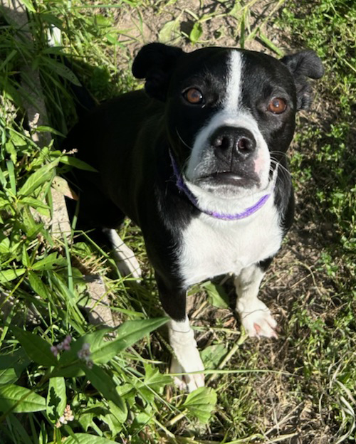 Clark County Humane Society Pet of the Week: Racer - News - Central ...