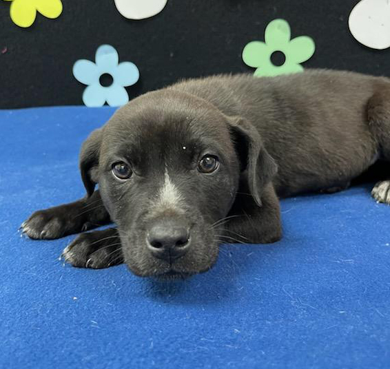 Clark County Humane Society Pet of the Week: Randall - News - Central ...