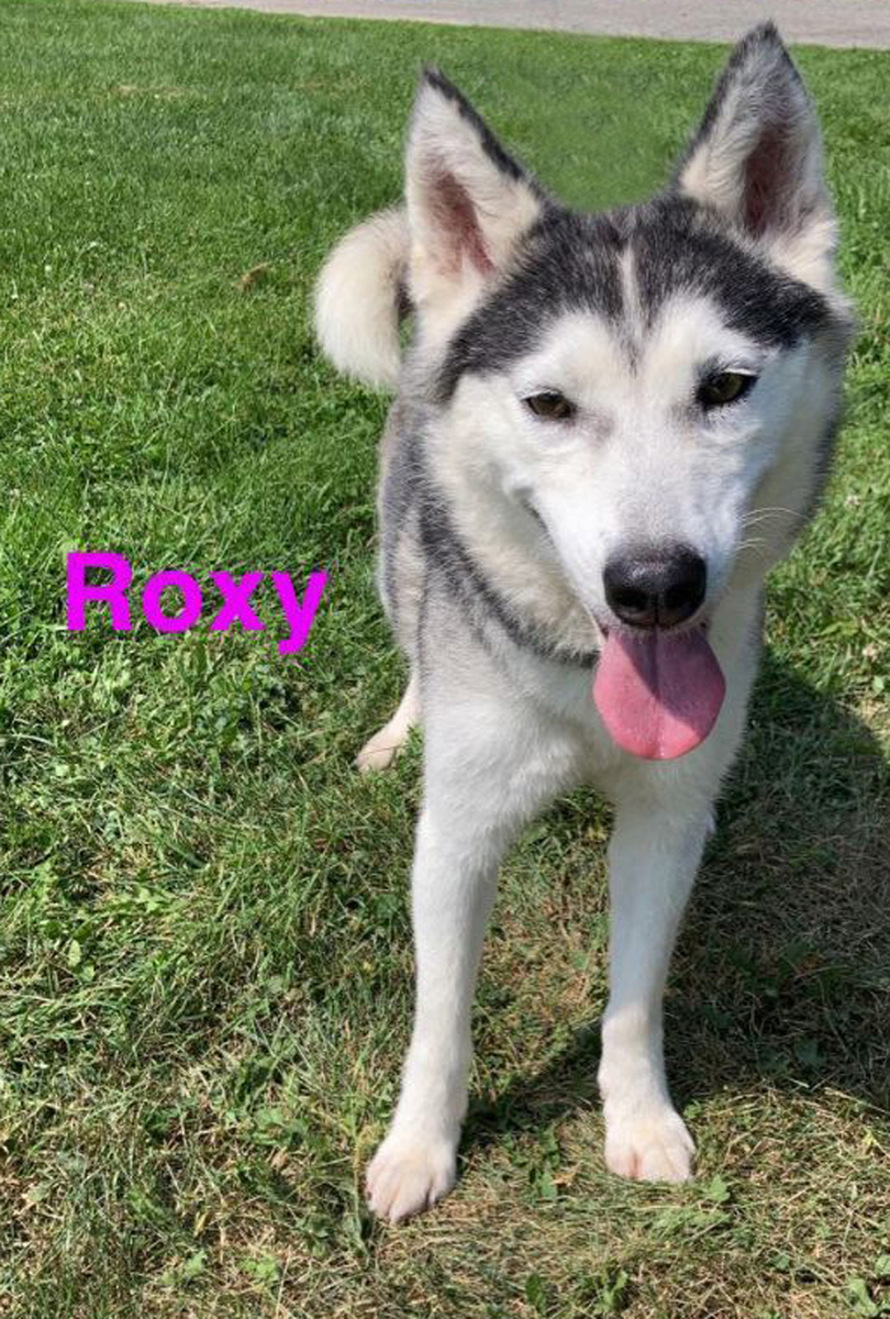 Pet of the Week: Roxy - News - Central Wisconsin Broadcasting
