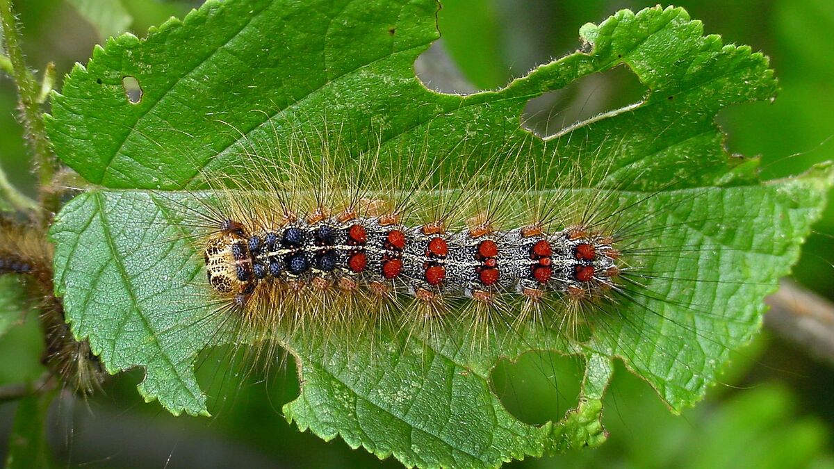 Wisconsin Could be Seeing One of the Worst Spongy Moth Caterpillar ...