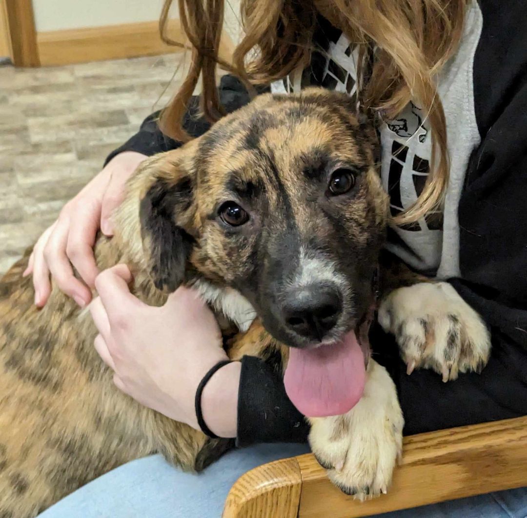 Clark County Humane Society Pet of the Week: Sadie - News - Central ...