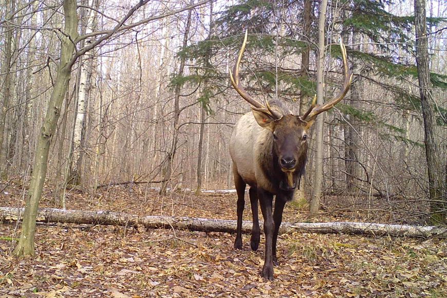 Wisconsin's Elk Hunt Starts Today - News - Central Wisconsin Broadcasting