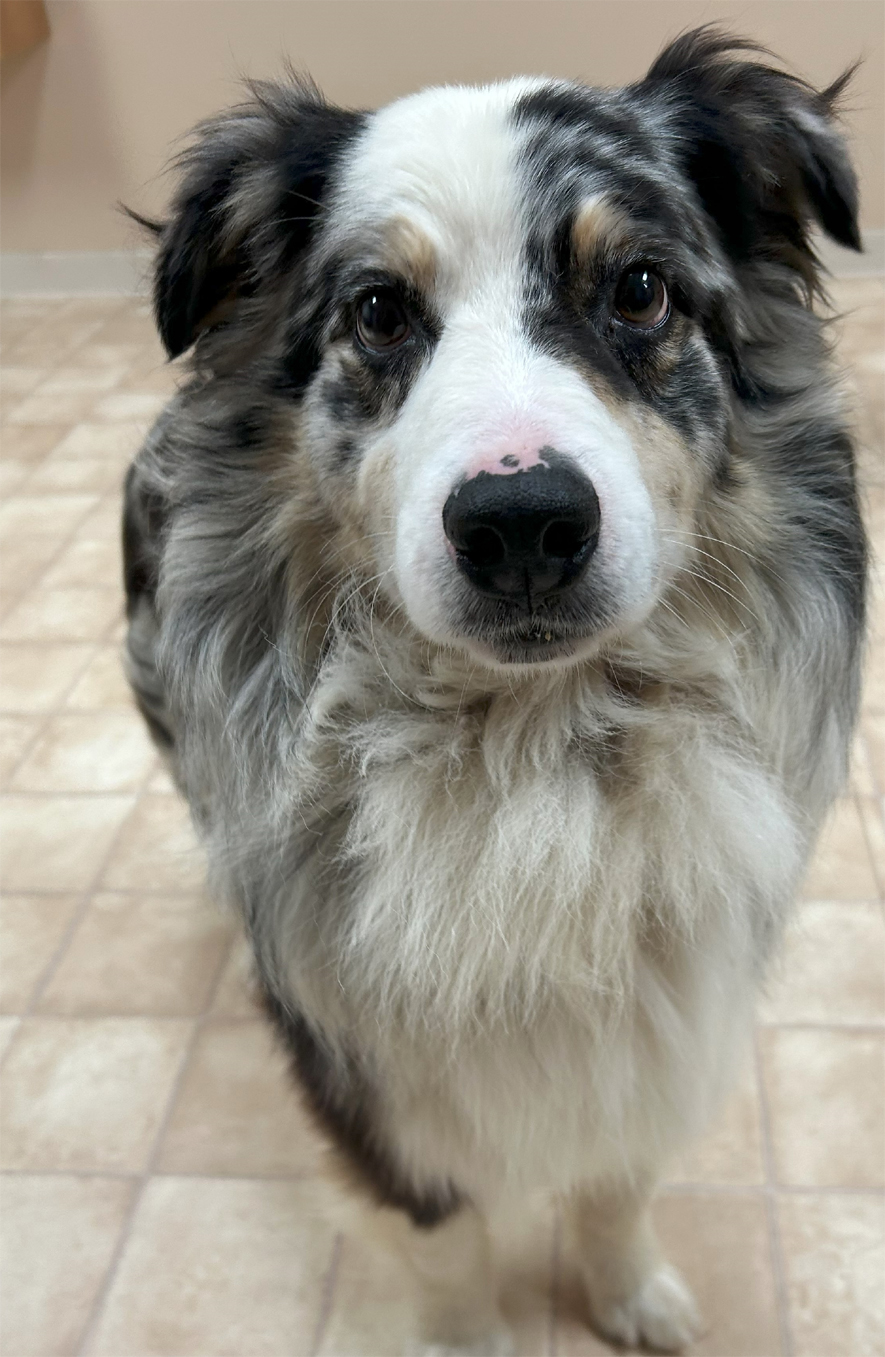 Clark County Humane Society Pet of the Week: Sonny - News - Central ...