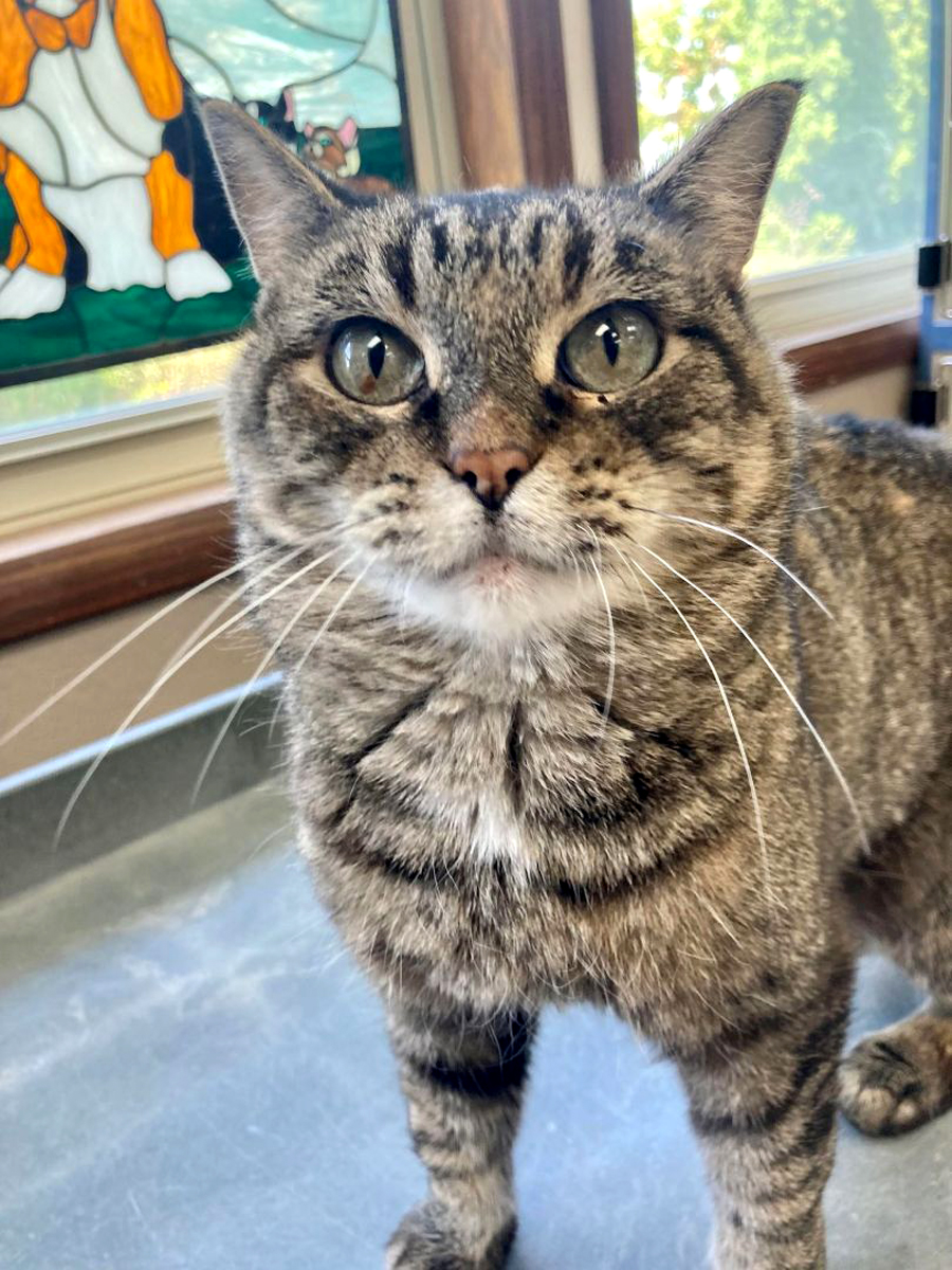 Pet of the Week: Squeaks - News - Central Wisconsin Broadcasting