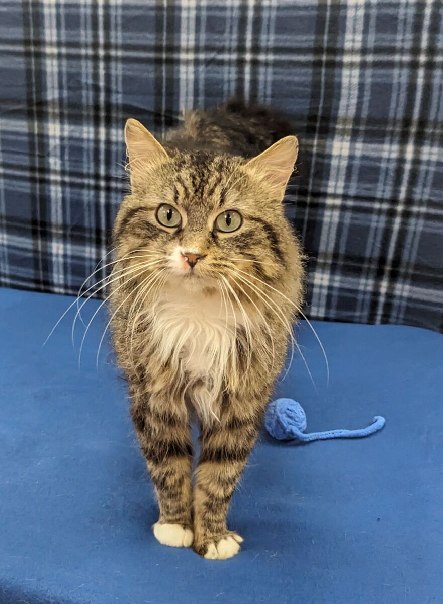 Clark County Humane Society Pet of the Week: Squeaks - News - Central ...