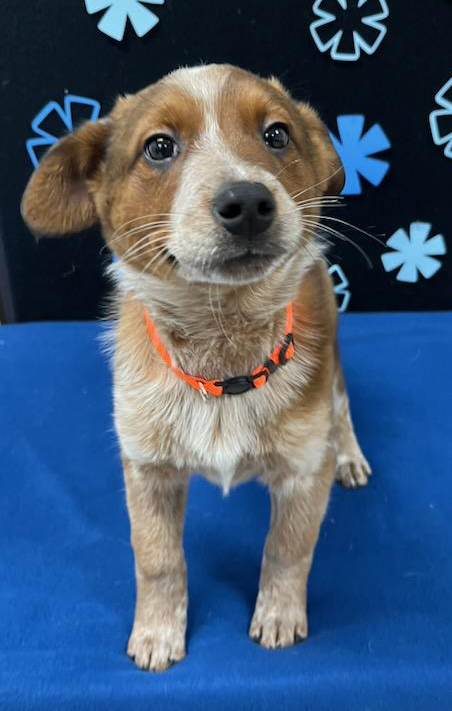 Clark County Humane Society Pet of the Week: Starlord - News - Central ...