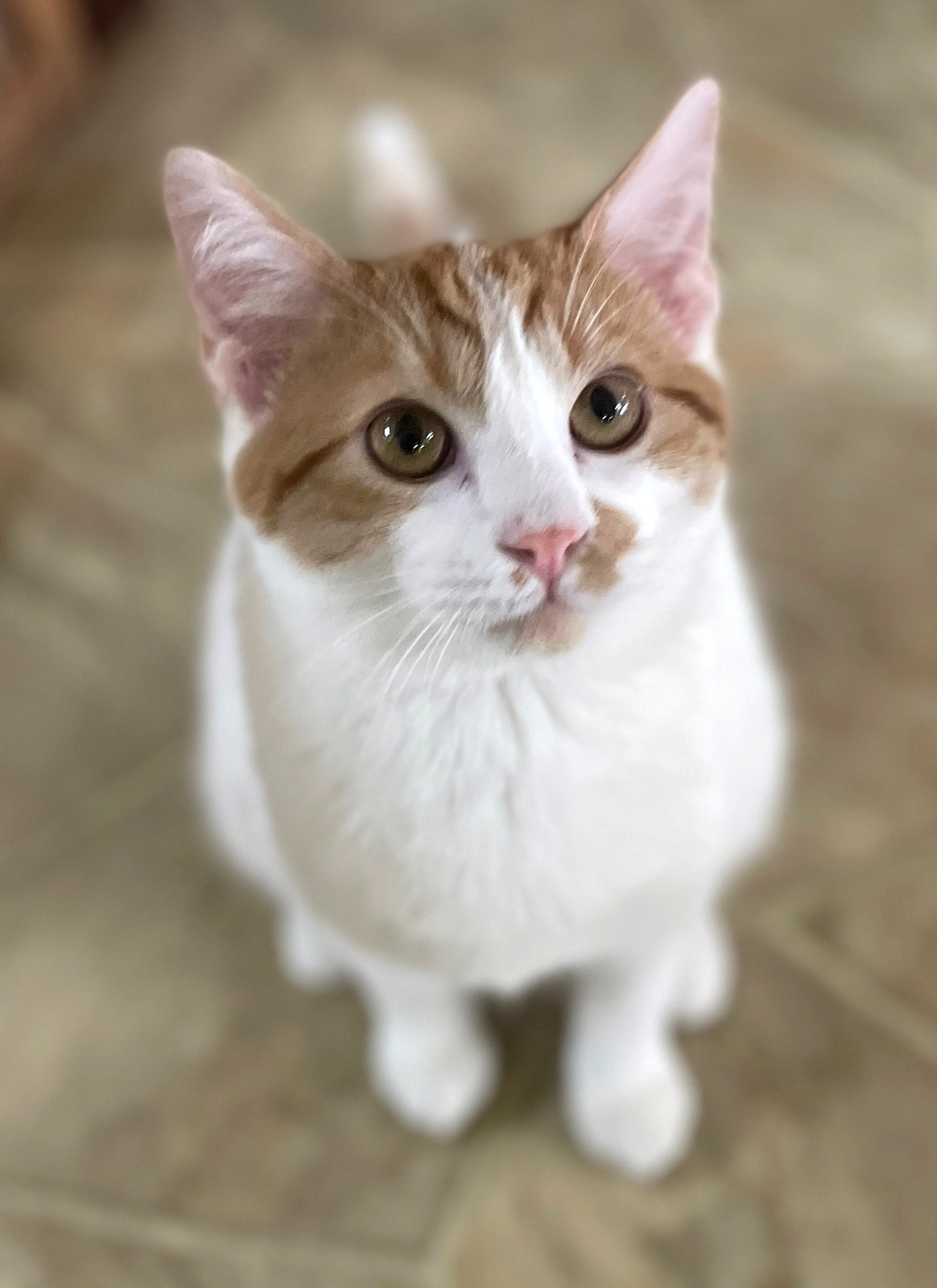 Clark County Humane Society Pet of the Week: Starsky - News - Central ...