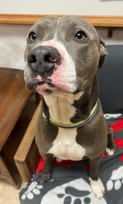 Clark County Humane Society Pet of the Week: Sterling - News - Central ...