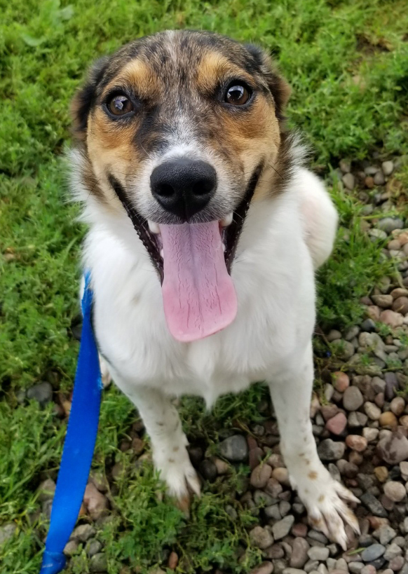 Clark County Humane Society Pet of the Week: Sully - News - Central ...
