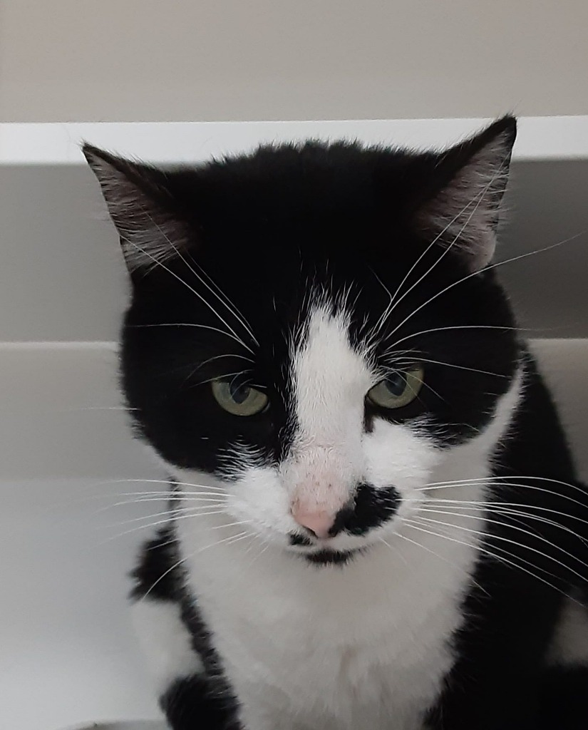 Clark County Humane Society Pet of the Week: Sylvester - News - Central ...