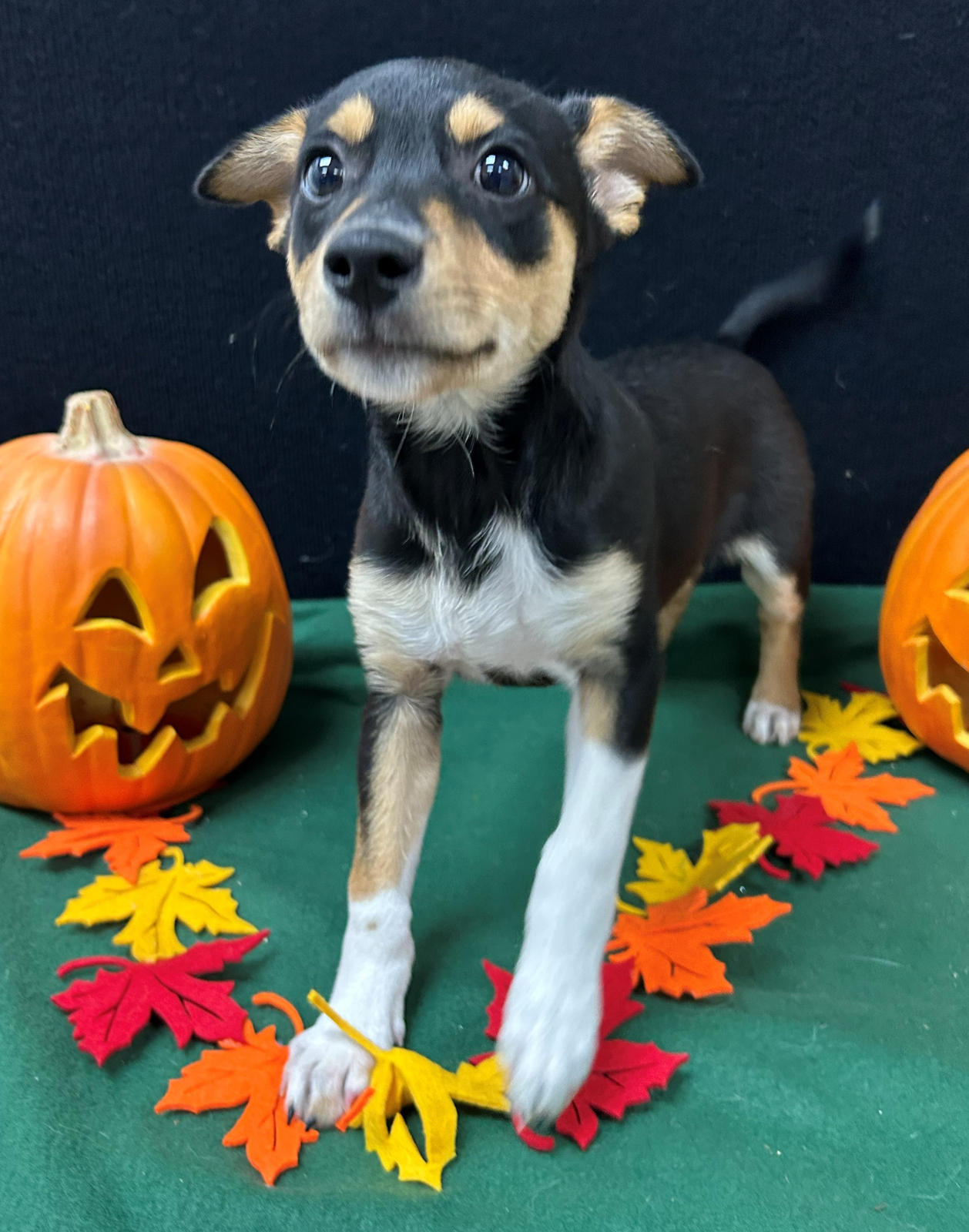 Clark County Humane Society Pet of the Week: Teller - News - Central ...
