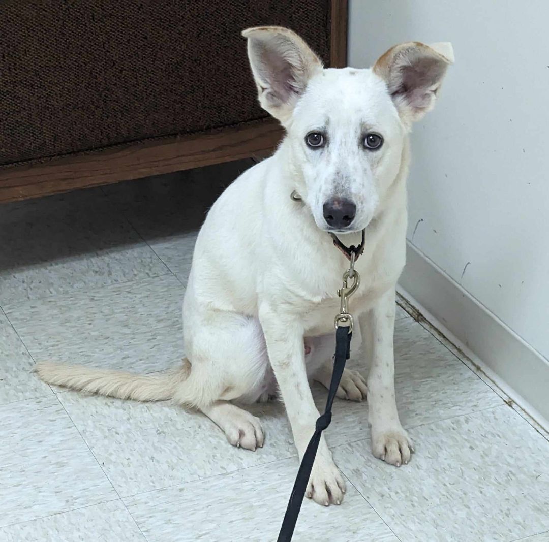 Clark County Humane Society Pet of the Week: Tommy Lee - News - Central ...