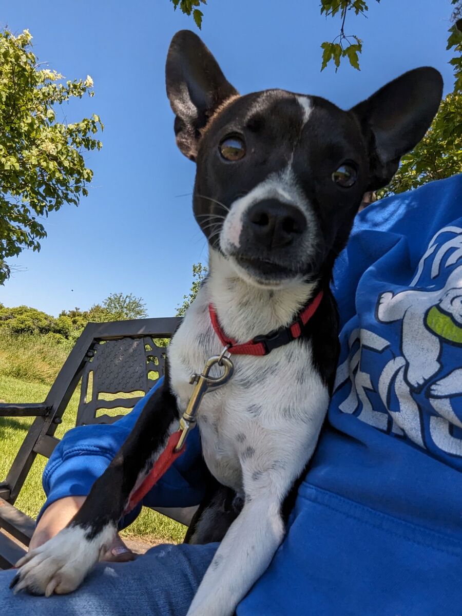 Clark County Humane Society Pet of the Week: Trooper - News - Central ...
