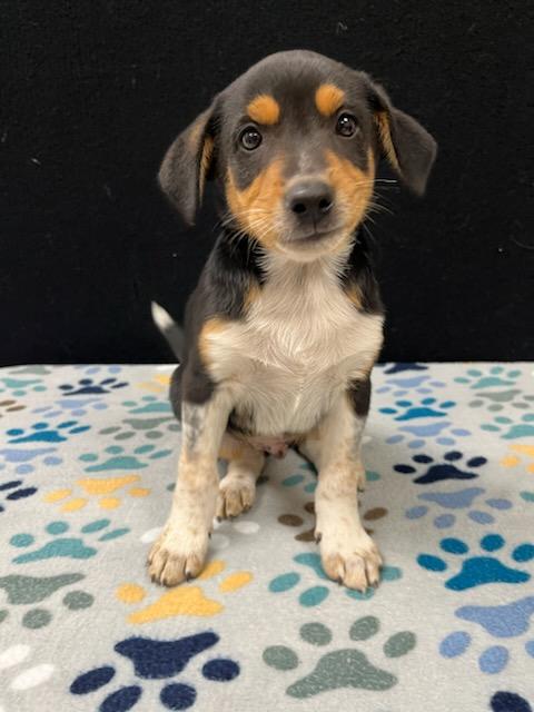 Clark County Humane Society Pet of the Week: Willow - News - Central ...
