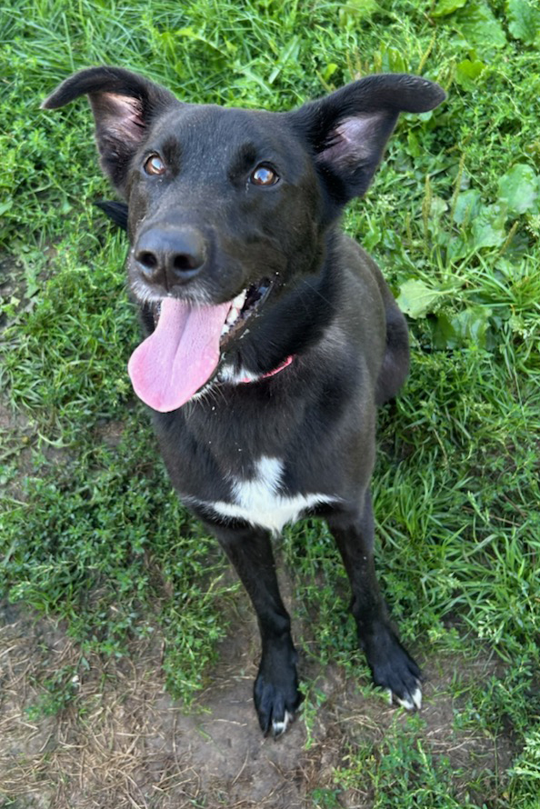 Clark County Humane Society Pet of the Week: Willow - News - Central ...