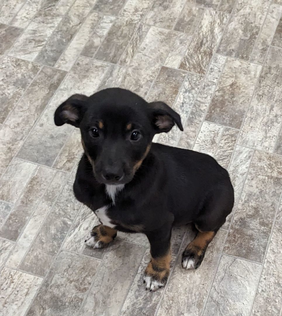 Clark County Humane Society Pet of the Week: Yukon - News - Central ...