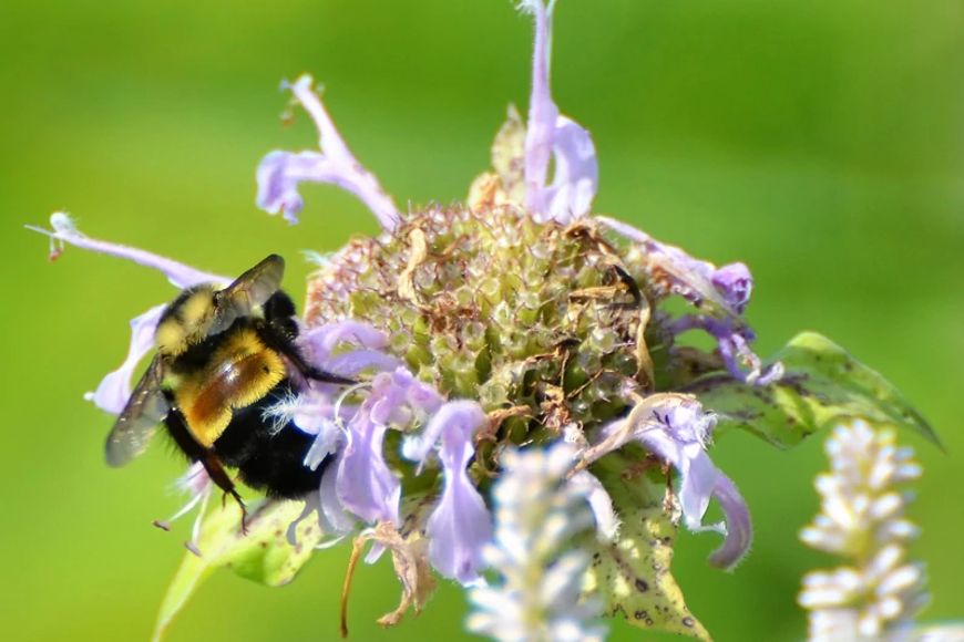 DNR Encourages Wisconsinites to Help Native Pollinators During ...