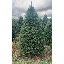 This Holiday Season Choose A Locally Grown Christmas Tree - News ...