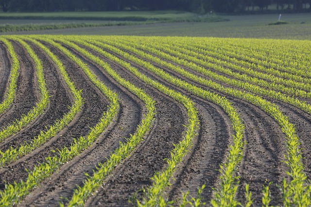 Crop Progress Continues in Wisconsin's Farm Fields - News - Central ...