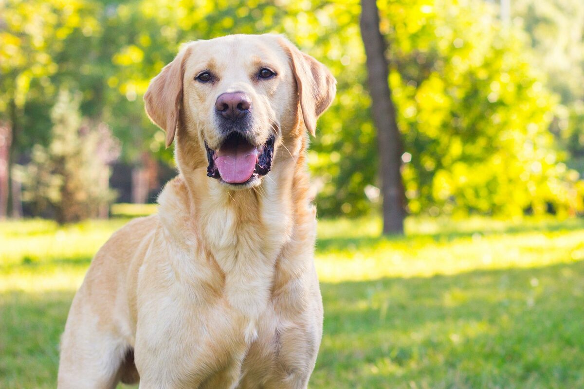 Top Dog Names And Breeds For 2022 News Central Wisconsin Broadcasting