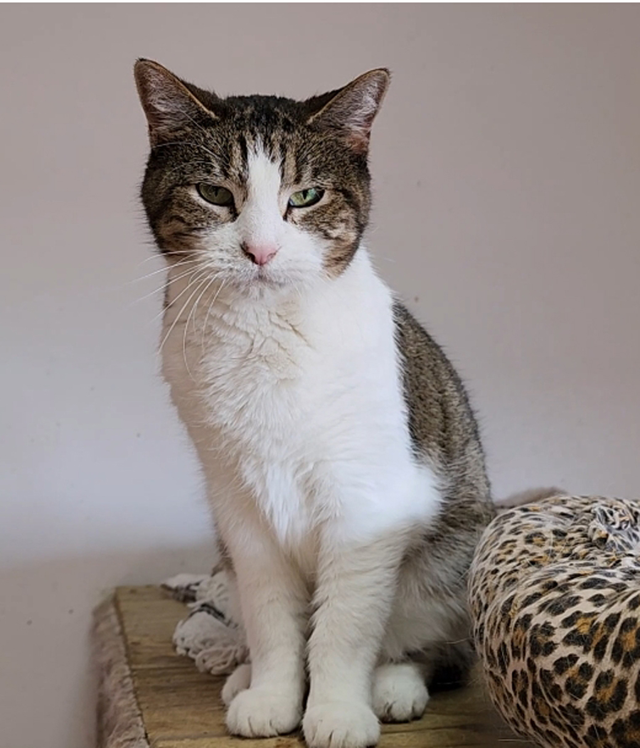 Clark County Humane Society Pet of the Week: Paris - News - Central ...