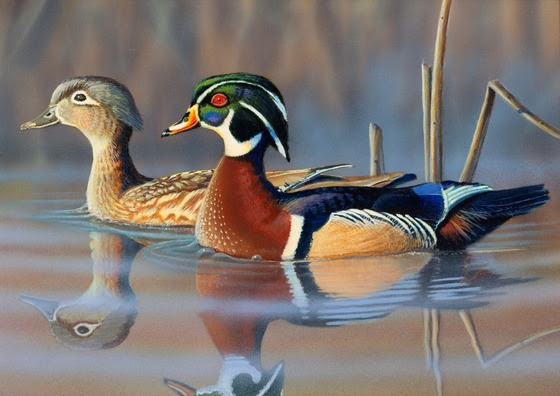 Wisconsin DNR Accepting Artwork Entries for Wild Turkey, Pheasant, and ...