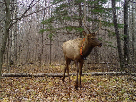 DNR Celebrates Another Successful Elk Hunt - News - Central Wisconsin ...