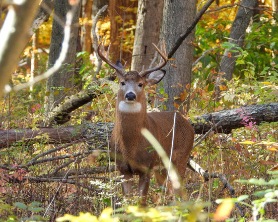 Baiting and Feeding Ban in Place for Clark County After CWD Detected on ...